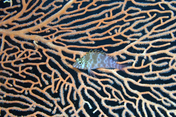 Coral reefs under threat