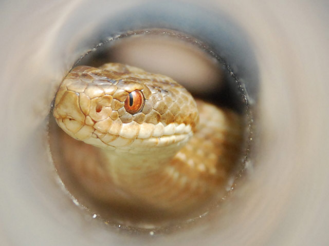 Genetic survey of adders - in pictures