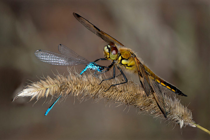 Dragonflies and damselflies – your Green shoots…