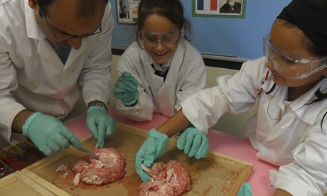 My best science lesson: dissecting cow brains to…