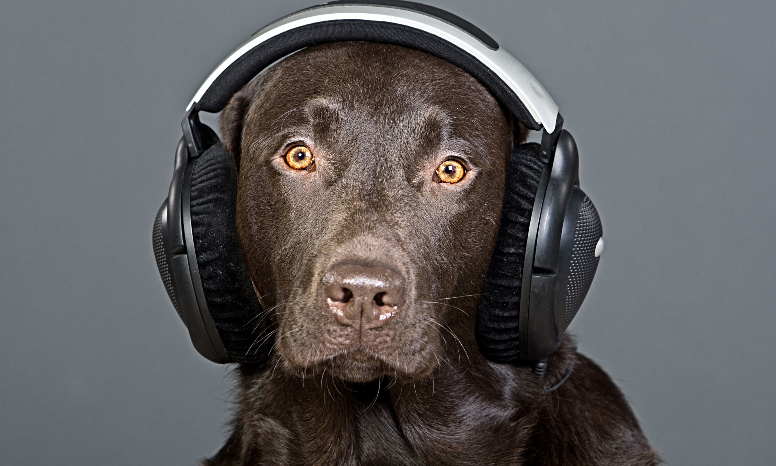I Always Knew My Dog Was Musical Life And Style The Guardian i-always-knew-my-dog-was-musical-life-and-style-the-guardian