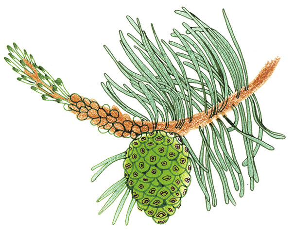 A spotter's guide to conifers