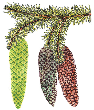 A spotter's guide to conifers