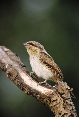 Europe's most rapidly declining birds