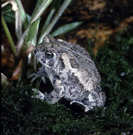 World's amphibians under threat