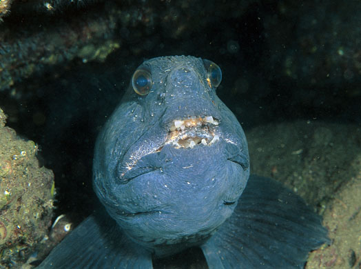 Google Earth maps UK's underwater species