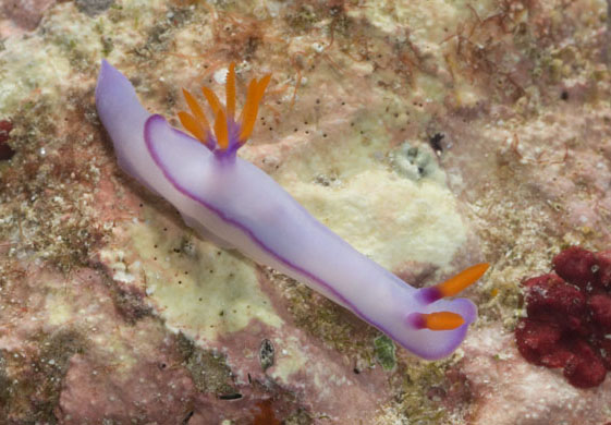 New species revealed on Australian reefs