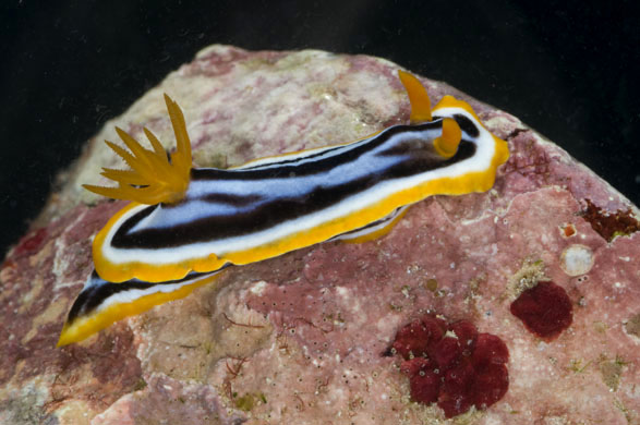 New species revealed on Australian reefs