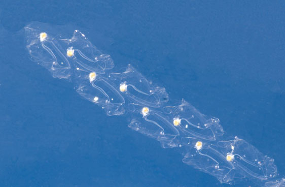 New species revealed on Australian reefs