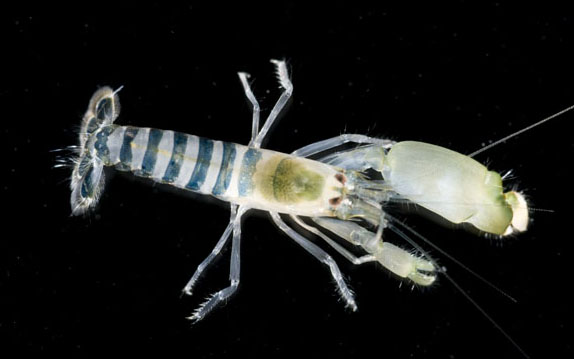 New species revealed on Australian reefs