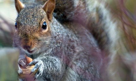 Killer deadly squirrels ...coming to a park near you ...no it's not a ...