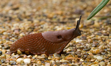 The Worm, Slug, and Snail Sanctuary | Typology Central