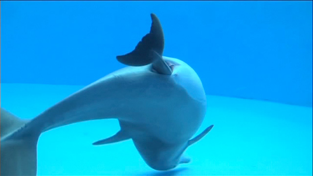 dolphin birthing pool