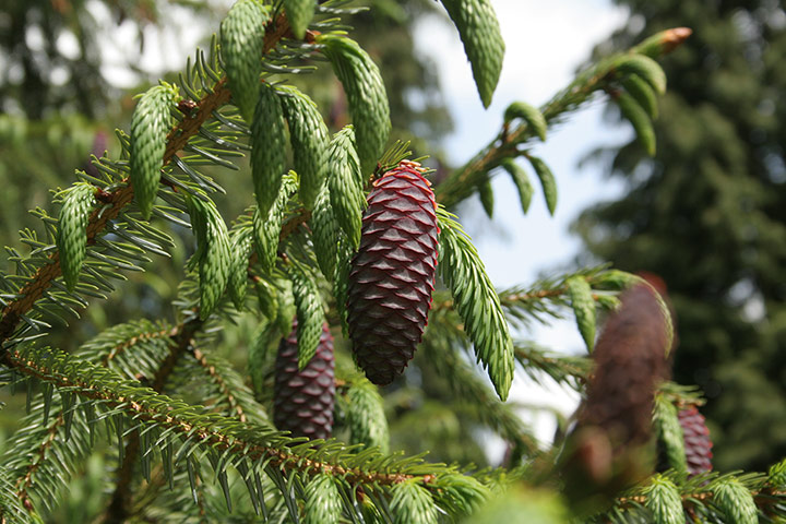England's beautiful trees – in pictures
