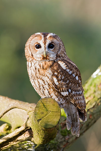 Forest creatures of the night – in pictures