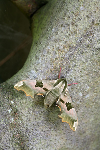 Forest creatures of the night – in pictures