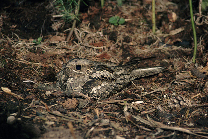 Forest creatures of the night – in pictures
