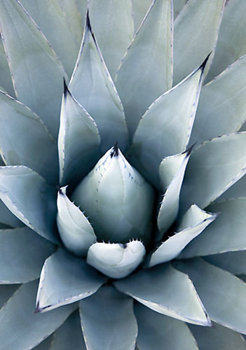 Where have all the flowers gone?