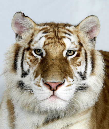 The four faces of the Bengal tiger
