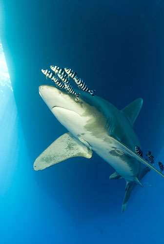 Shark species facing extinction - in pictures