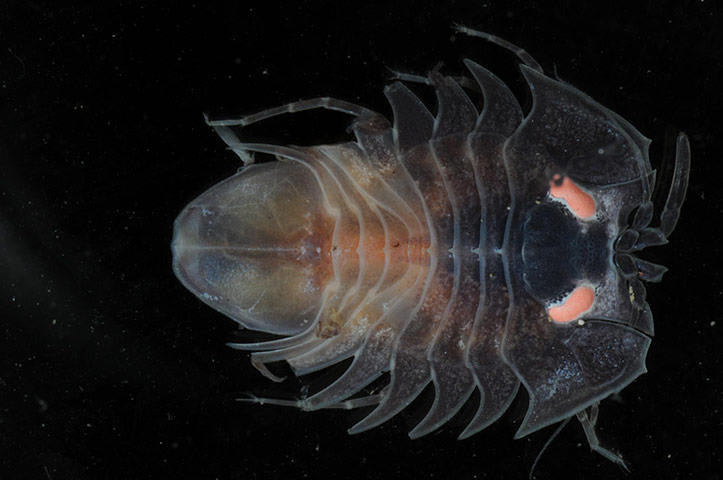 New species discovered by British Antarctic Survey