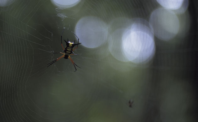 Protected species in the Amazon's Cristalino state park