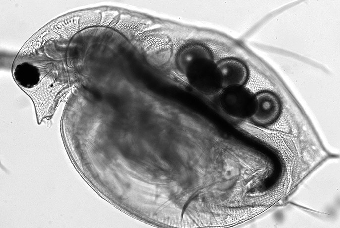 Mesolens: see thousands of cells in detail at the same time | i-Biology