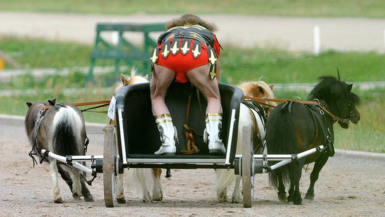 Miniature horse chariot racing : r/pics