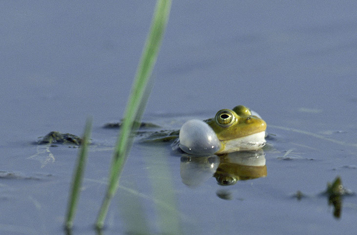 England's refuges for rare species – in pictures
