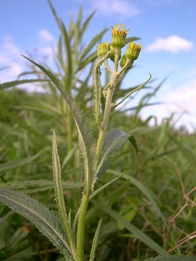 England's refuges for rare species – in pictures