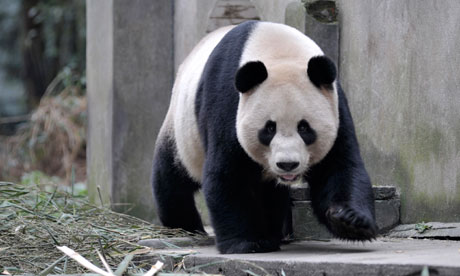 pander - definition - What is