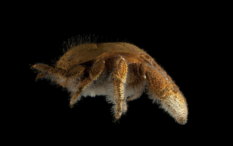 Denizens of the Dragon Vent – in pictures