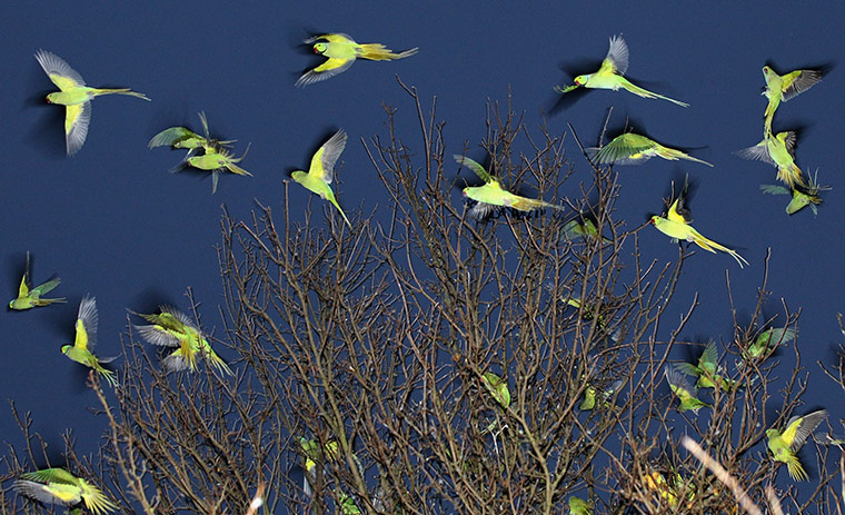 The week in wildlife – in pictures