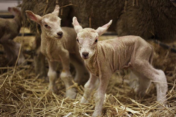 Lambing season begins - in pictures
