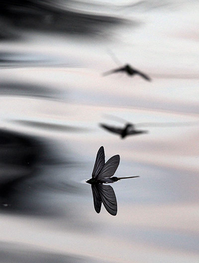 Mayflies: a brief encounter - in pictures