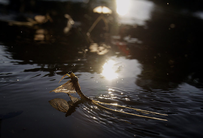 Mayflies: a brief encounter - in pictures
