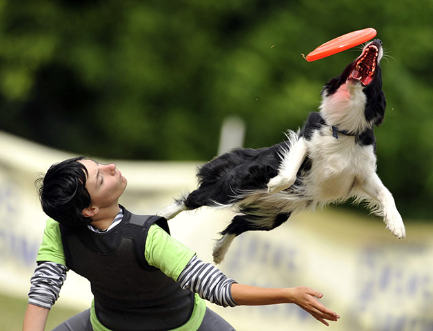 The Skyhoundz Disc Dog European Championship
