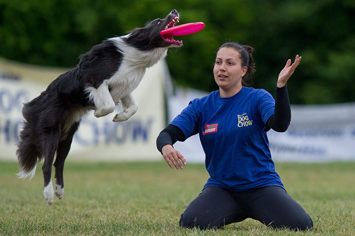 The Skyhoundz Disc Dog European Championship