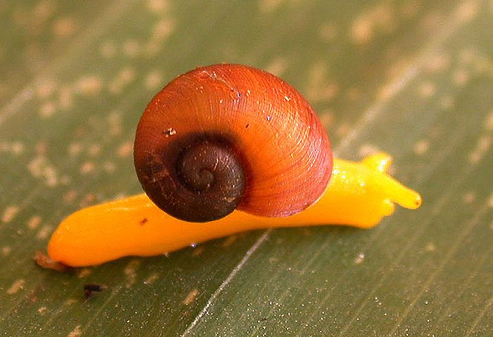 New Guinea's newly discovered species - in pictures