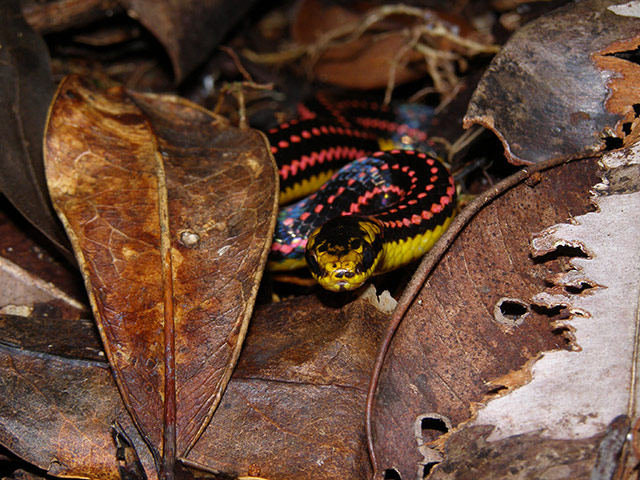 A decade of new species discovered in Madagascar - in…