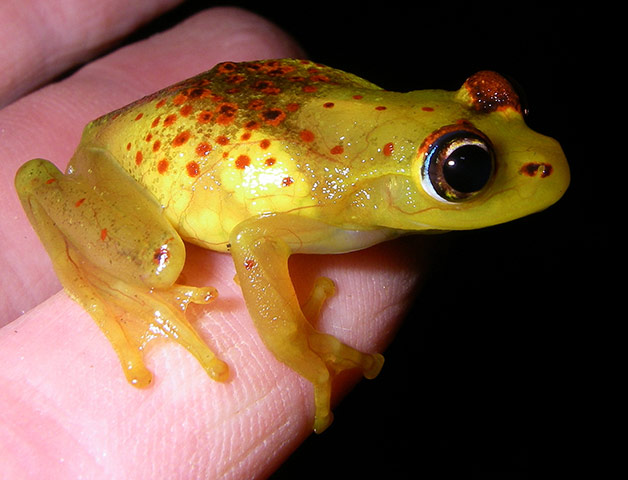A decade of new species discovered in Madagascar - in…