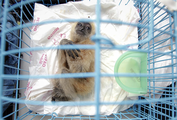 Animal smuggling in Bangkok - in pictures