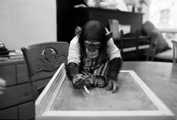 Project Nim – in pictures