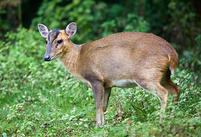 Be a citizen scientist and stop the spread of invasive…