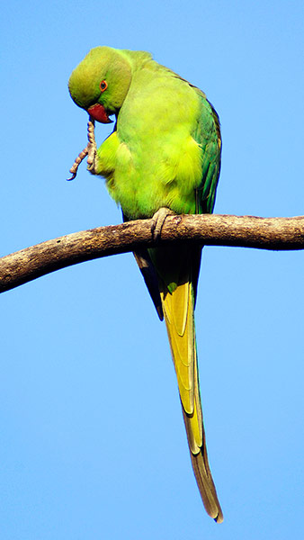 Be a citizen scientist and stop the spread of invasive…