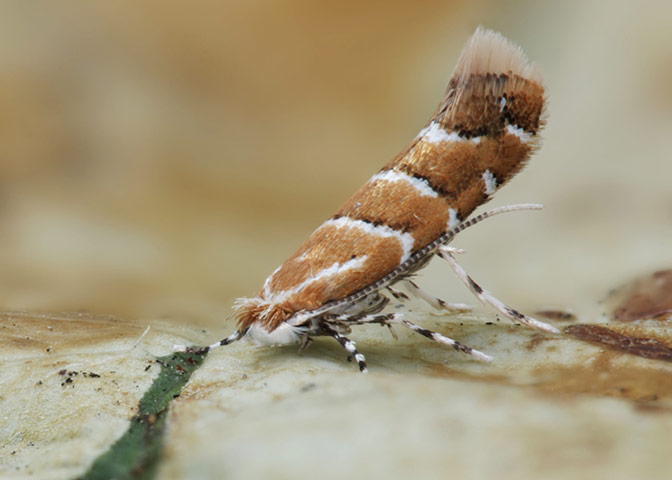 Be a citizen scientist and stop the spread of invasive…