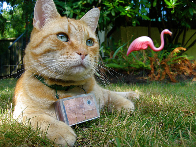 For the LOL of Cats: world-famous internet cats – in…