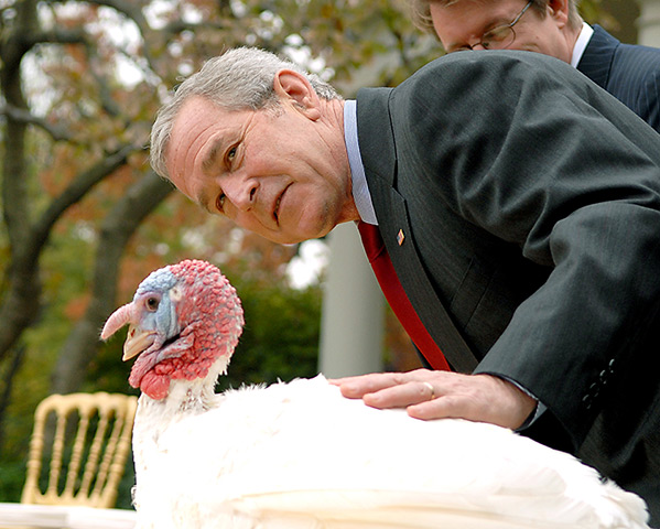 Thanksgiving turkeys pardoned by US presidents – in…