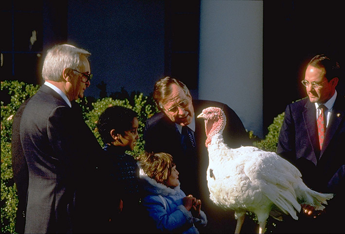 Thanksgiving turkeys pardoned by US presidents – in…