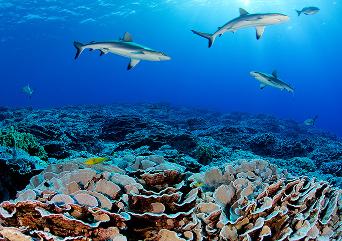 Pitcairn Islands' underwater treasures revealed - in…